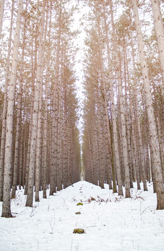 Winter Tree Farm – Aidan Lindamood Photography